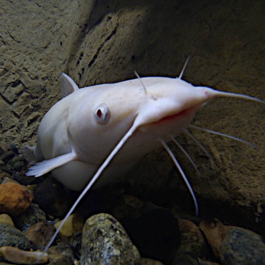 Iowa Fish Stocking | Bjornsen Pond Management