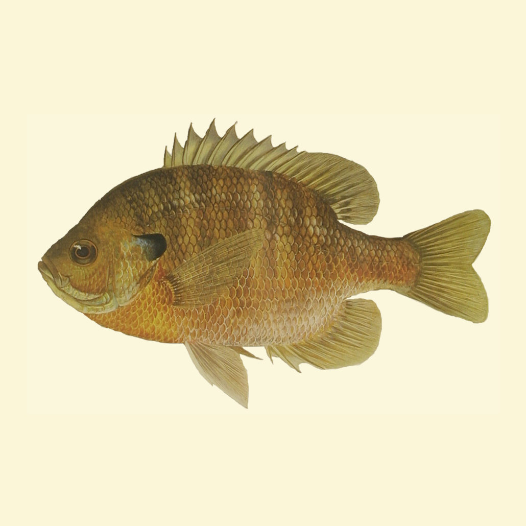 Iowa Fish Stocking | Bjornsen Pond Management