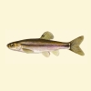 Iowa Fish Stocking | Bjornsen Pond Management