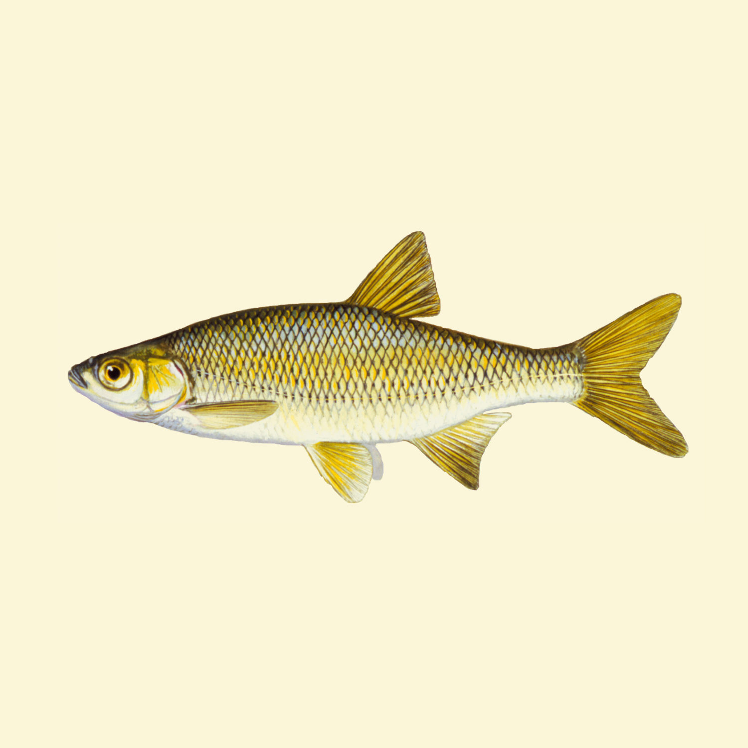 Iowa Fish Stocking | Bjornsen Pond Management