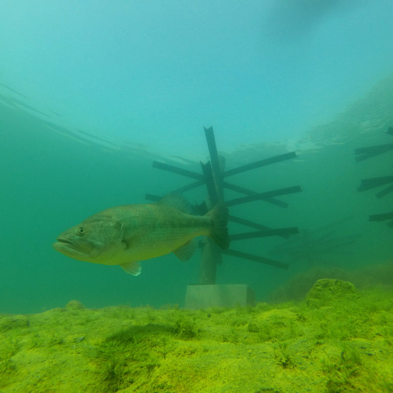 MossBack Trophy Tree | Bjornsen Pond Management