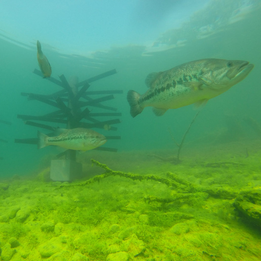 MossBack Trophy Tree | Bjornsen Pond Management