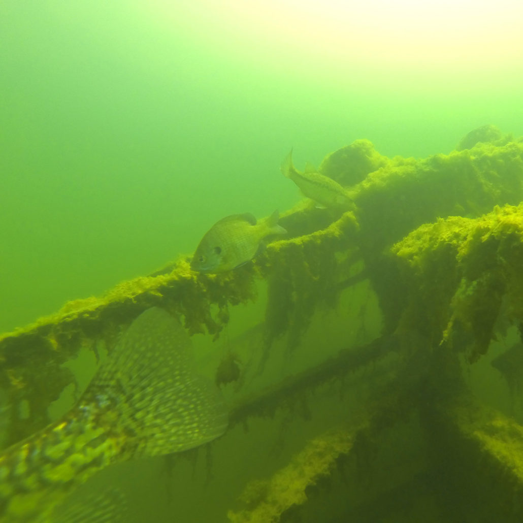 MossBack Trophy Tree | Bjornsen Pond Management