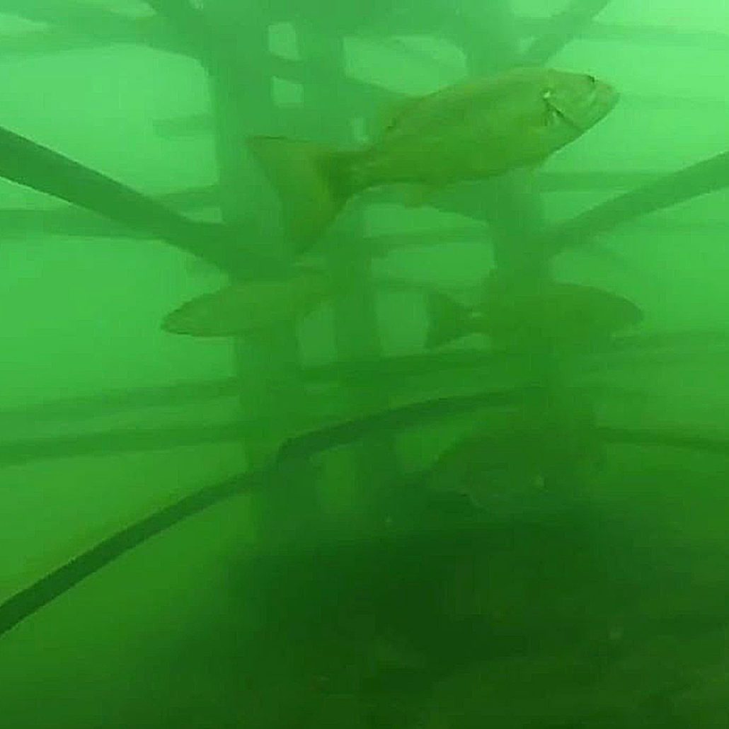 MossBack Trophy Tree Kit | Bjornsen Pond Management