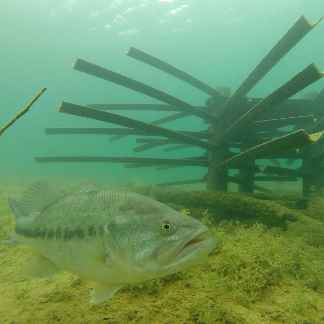 MossBack Fish City | Bjornsen Pond Management