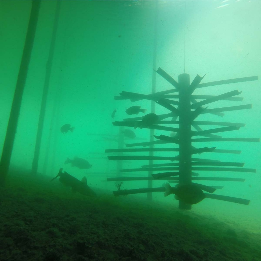 MossBack Fish City | Bjornsen Pond Management