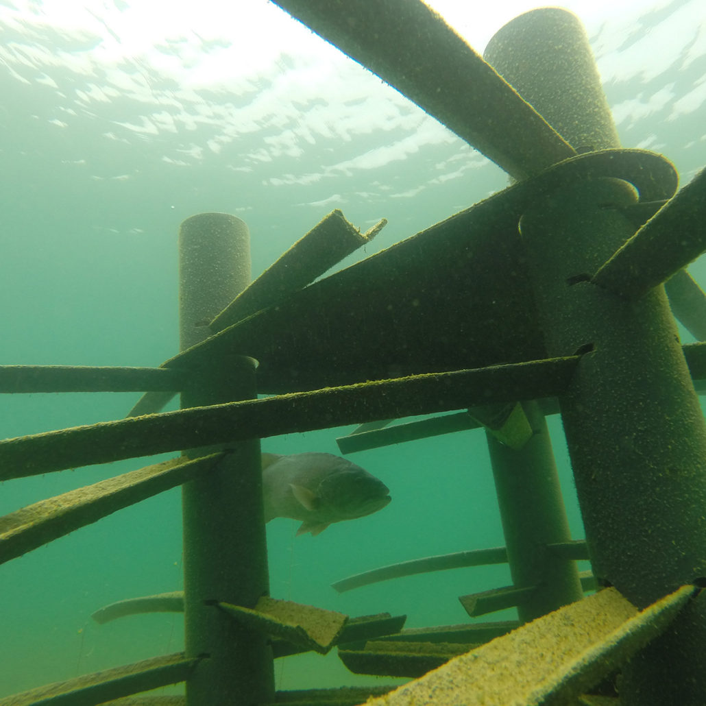 MossBack Trophy Tree XL | Bjornsen Pond Management