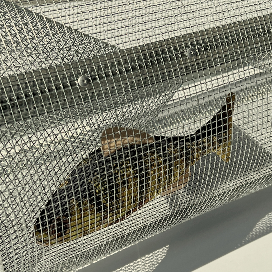 Perch and Bait Trap | Bjornsen Pond Management