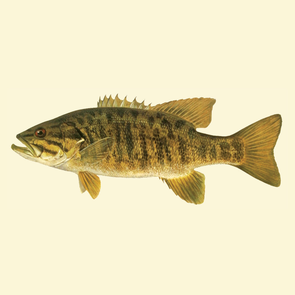 Iowa Fish Stocking | Bjornsen Pond Management