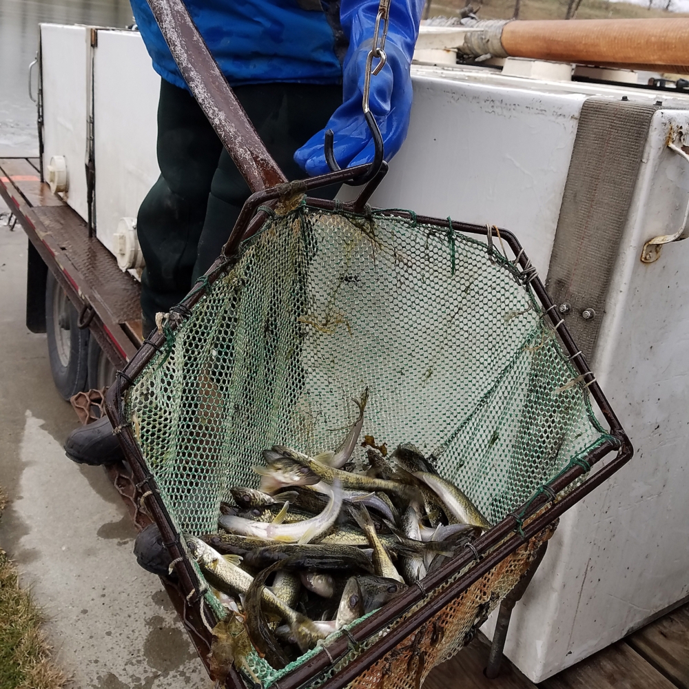 Fall 2018 Fish Stocking | Bjornsen Pond Management